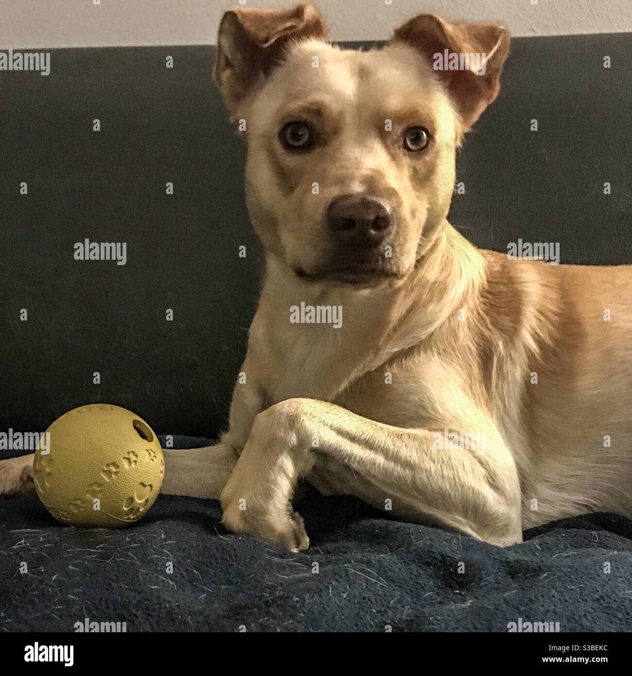 Half breed hi-res stock photography and images - Alamy