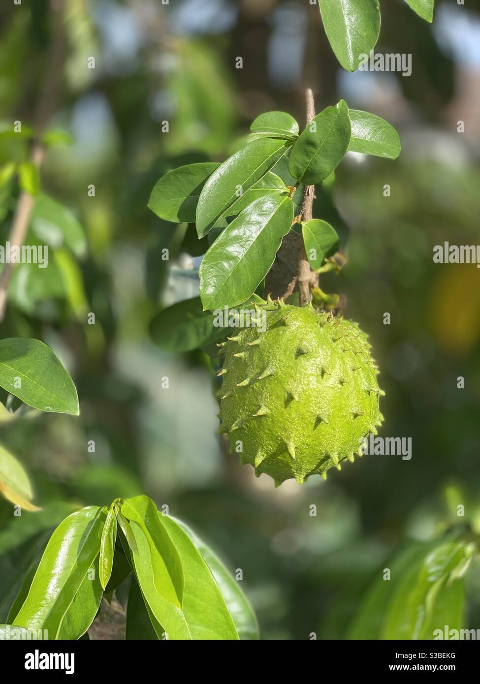 Graviola Tree Hindi Meaning