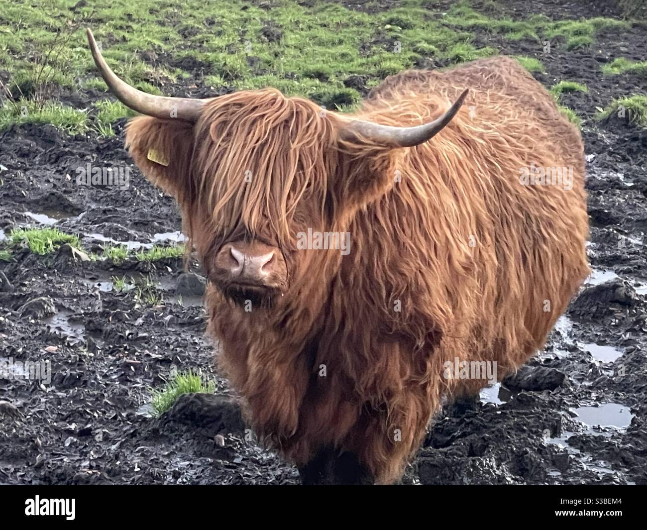 Wet highland cow hi-res stock photography and images - Alamy