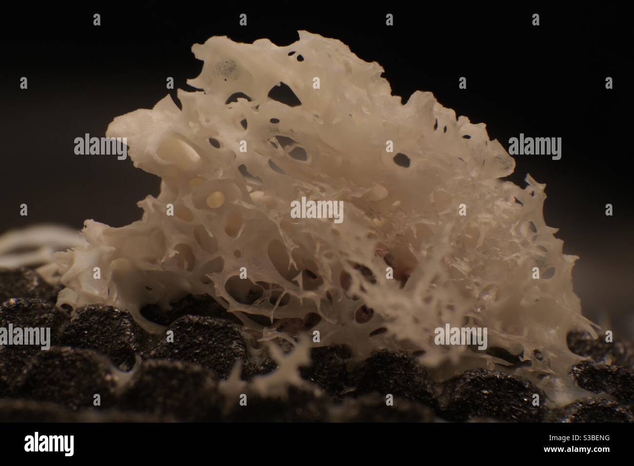 Bone on Metal Stock Photo - Alamy