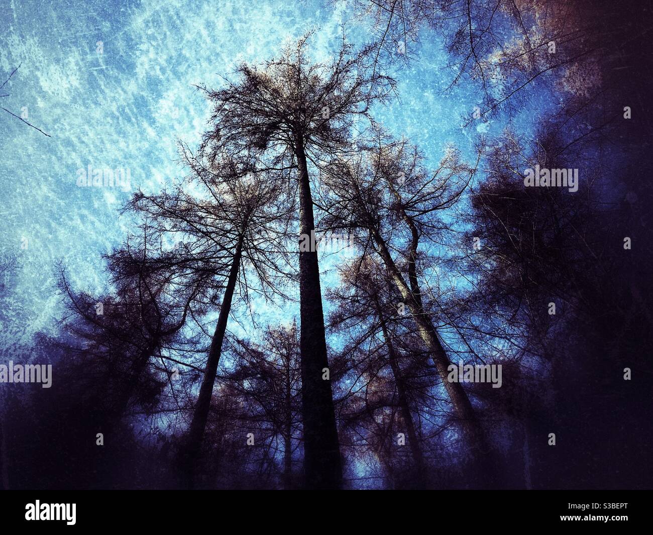 Tall forest hi-res stock photography and images - Alamy