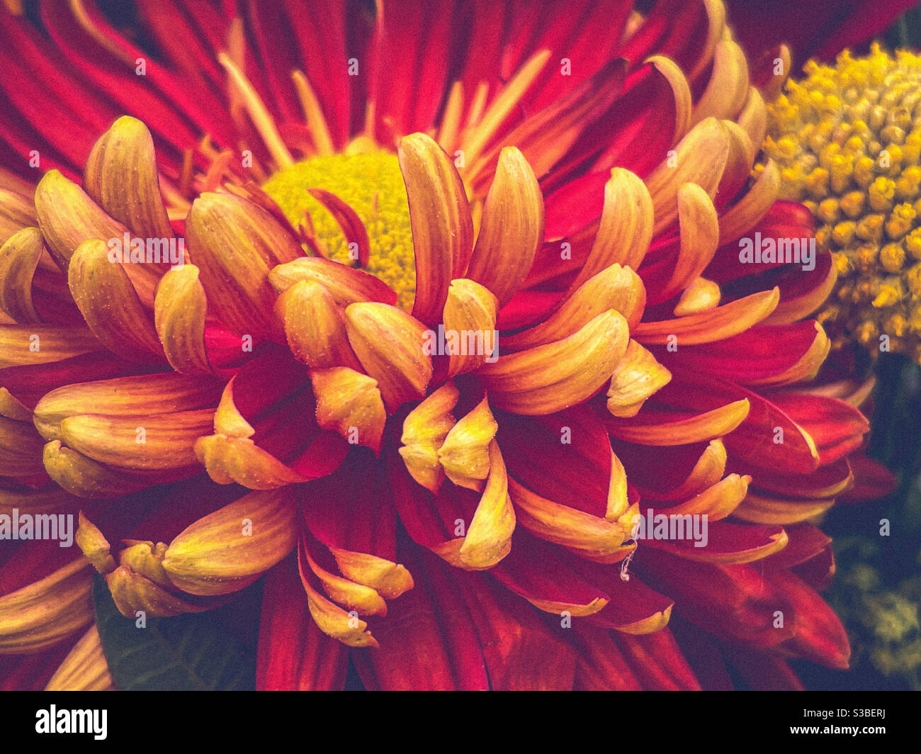 Vibrant yellow and red flowers Stock Photo - Alamy