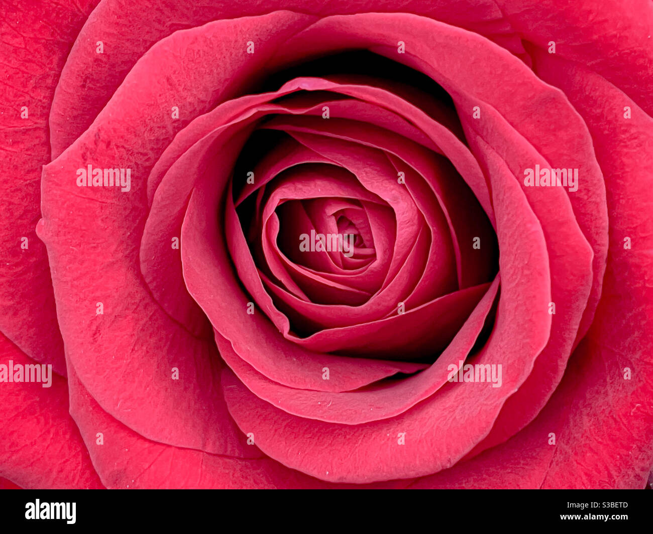 Single red rose Stock Photo - Alamy