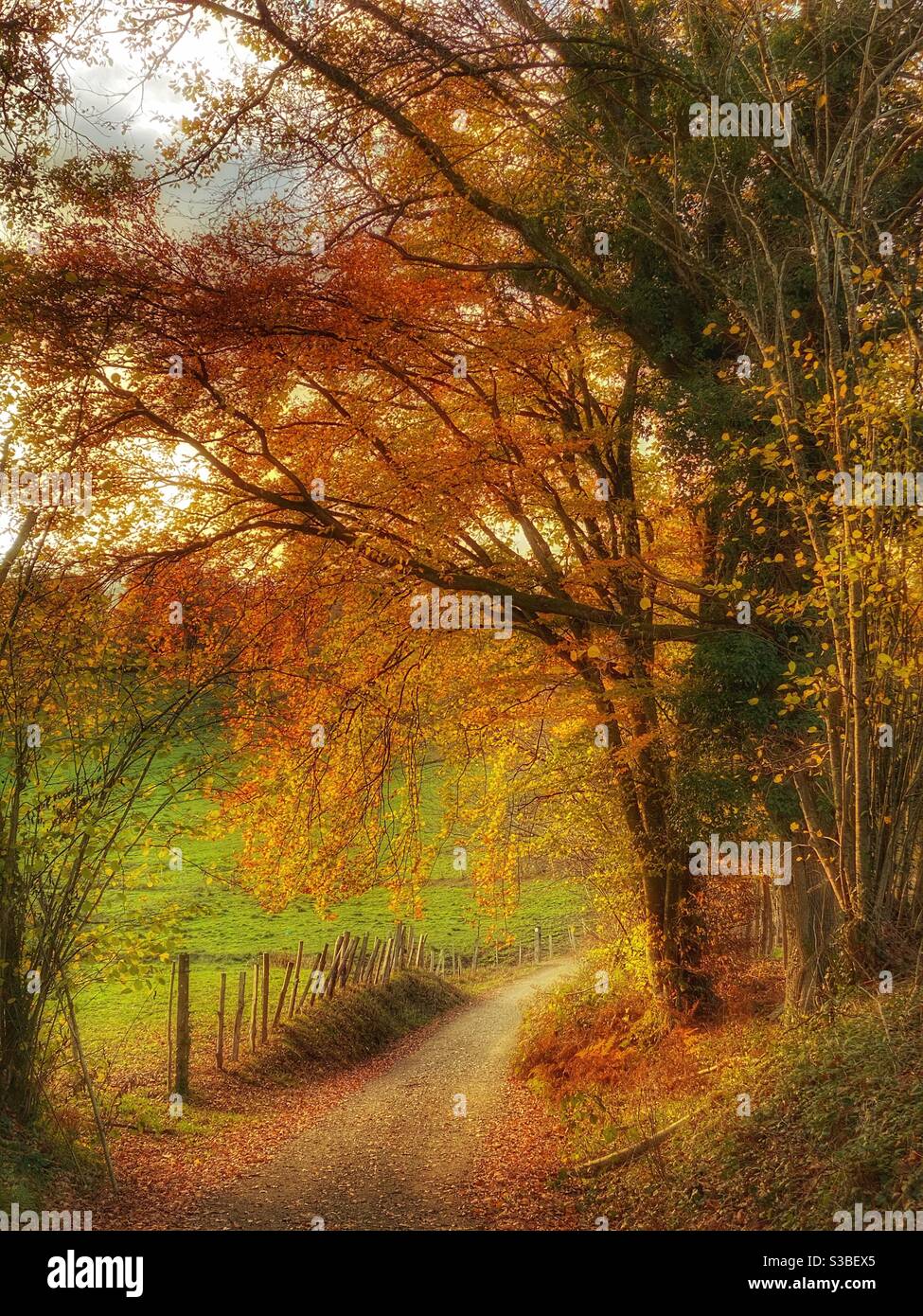 French country lane hi-res stock photography and images - Alamy