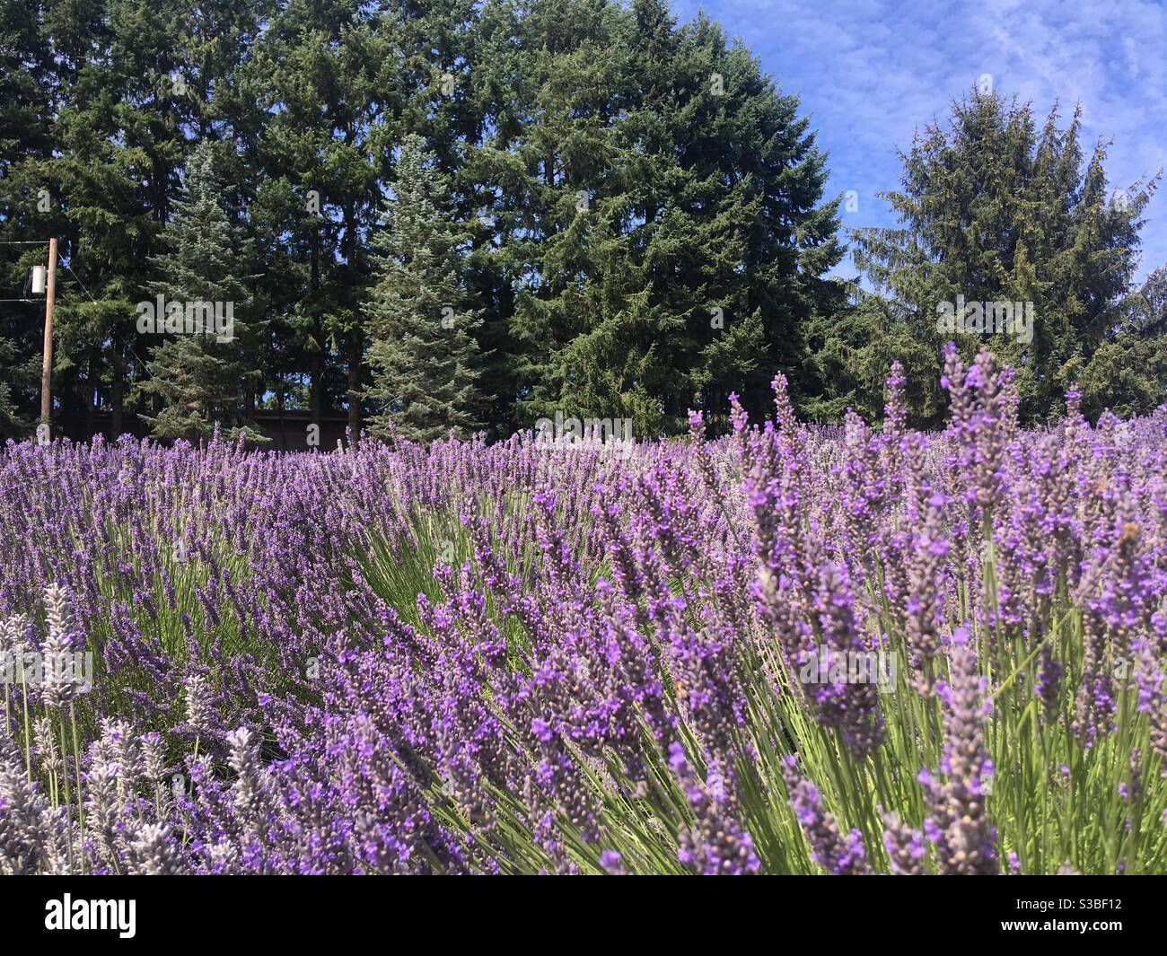 Oregon lavender farm hi-res stock photography and images - Alamy