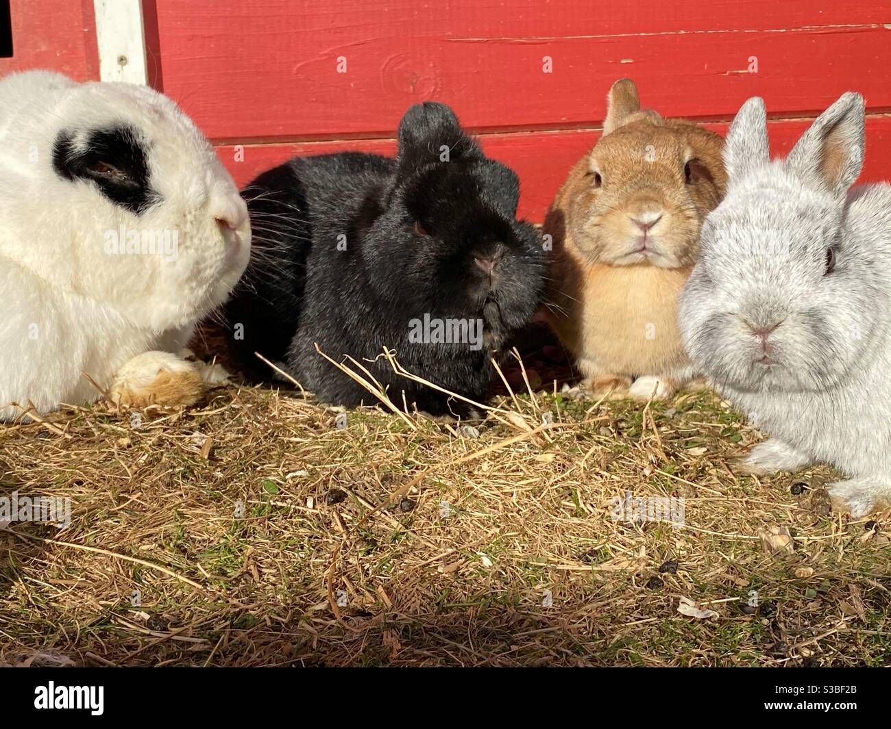 White brown rabbits hi-res stock photography and images - Alamy