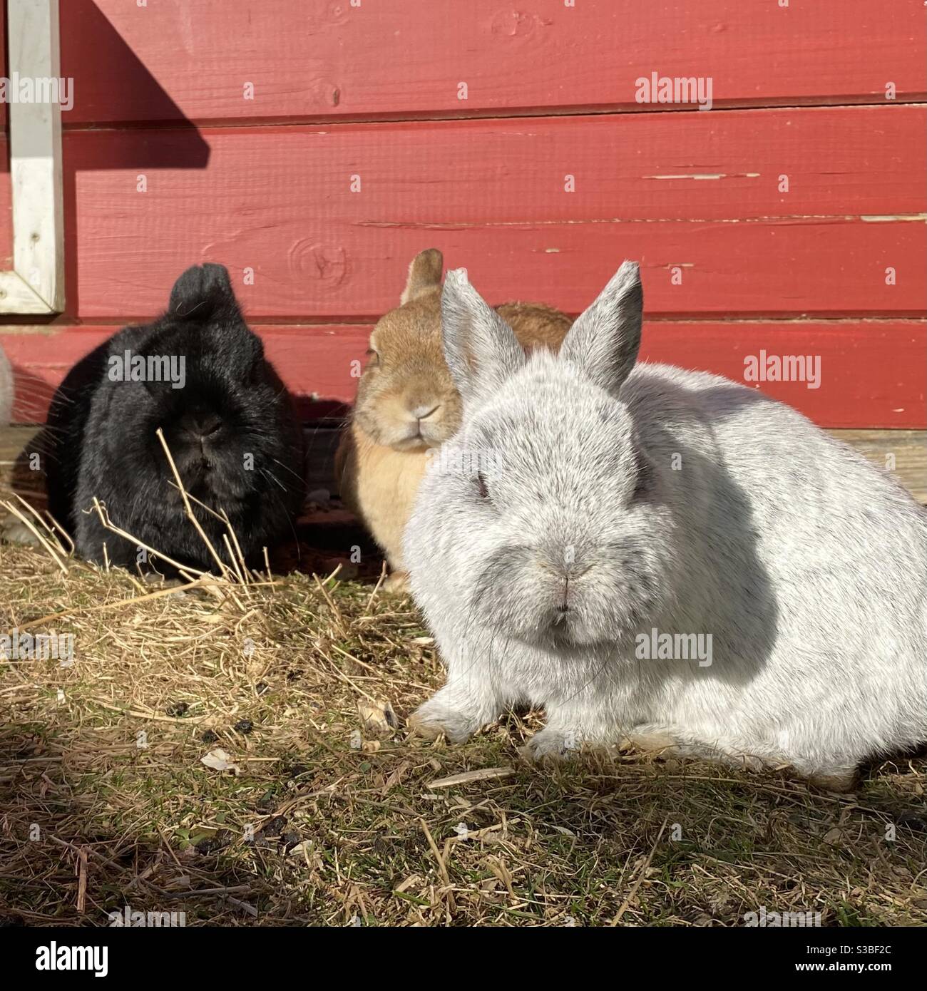 Colours in the sun hi-res stock photography and images - Alamy