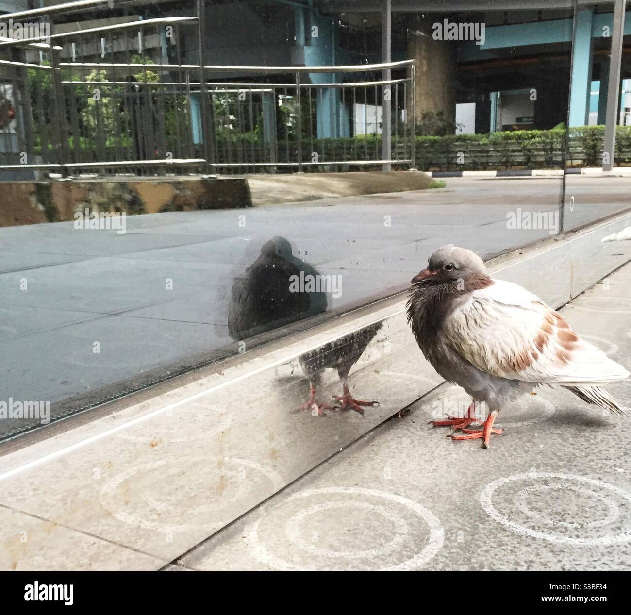 Pigeon looking at reflection Stock Photo - Alamy