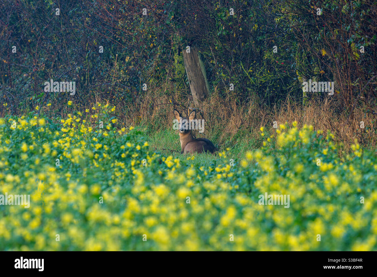 Deer laying down hi-res stock photography and images - Alamy