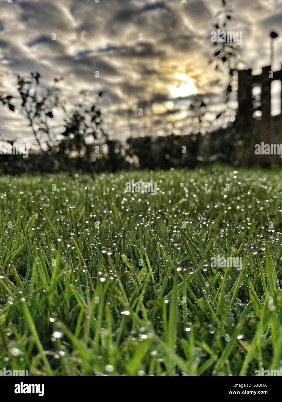 Dew on lawn hi-res stock photography and images - Alamy