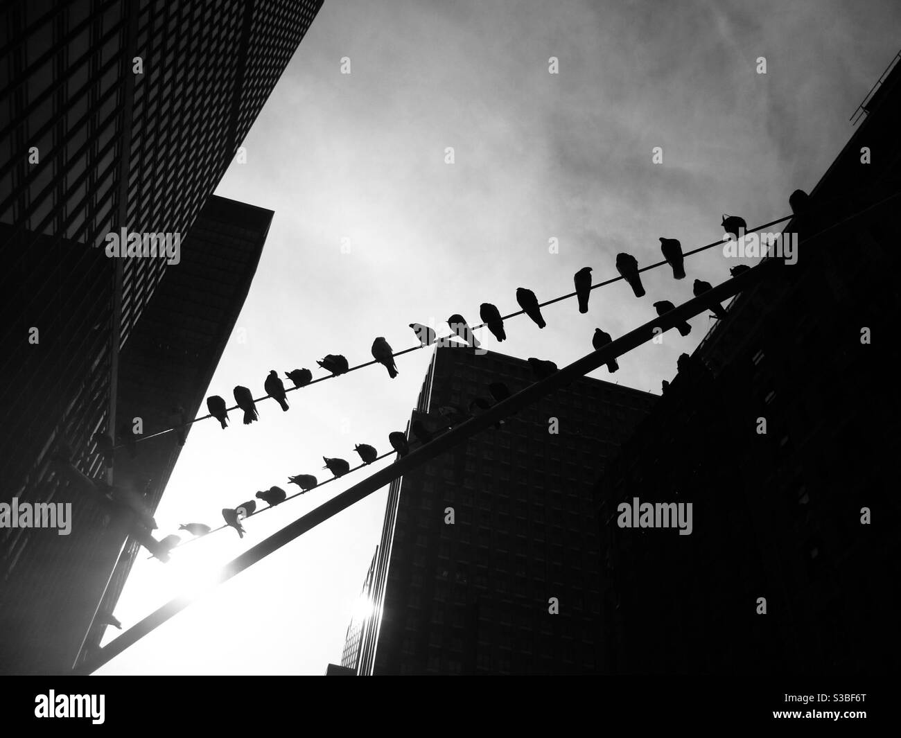Pigeons on a wire hi-res stock photography and images - Alamy