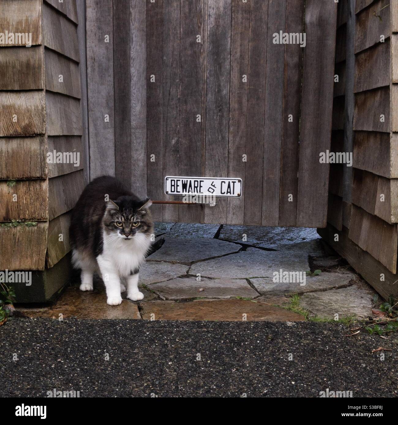 Arch back cat hi-res stock photography and images - Alamy