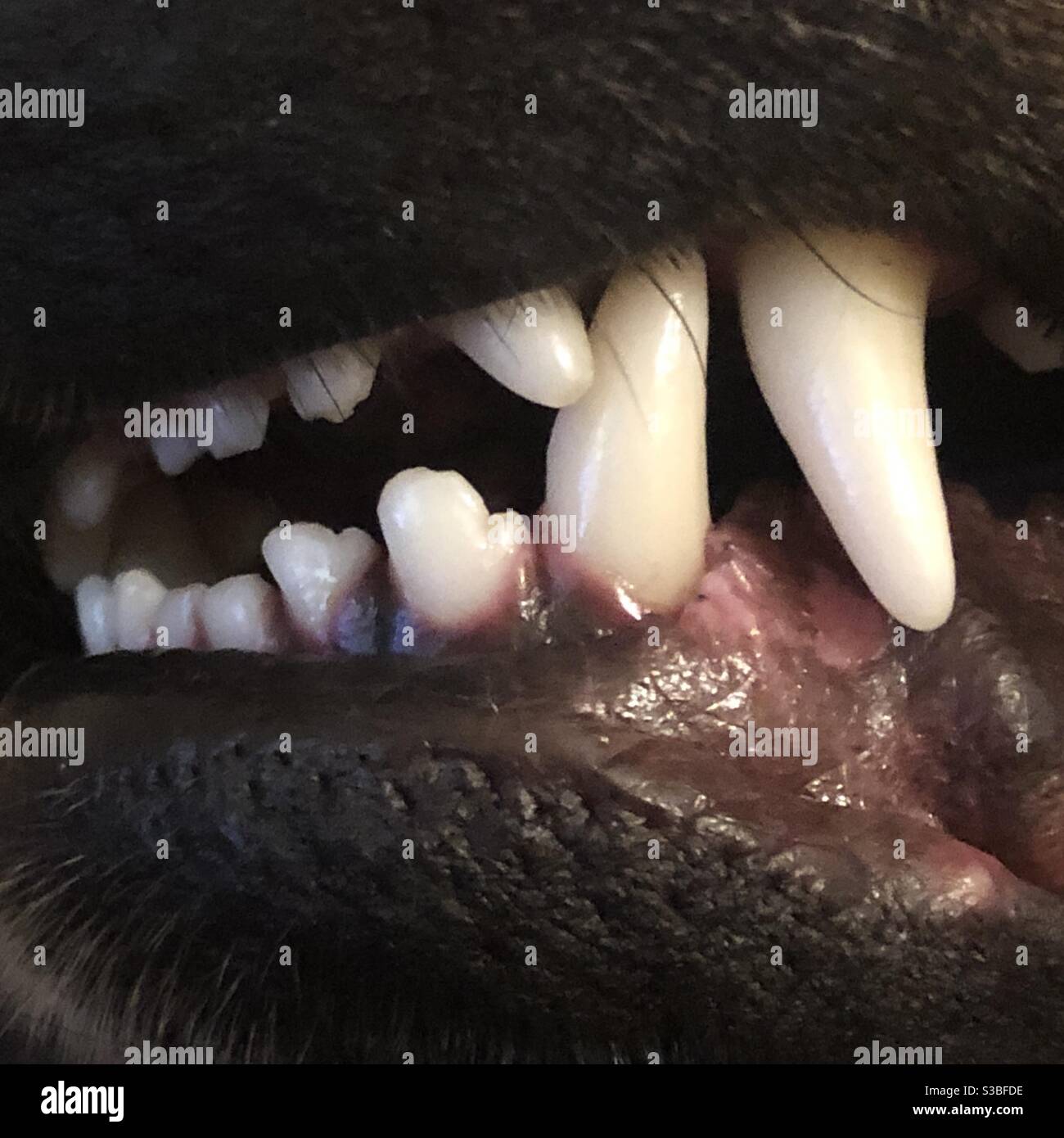 Can Dogs Teeth After A Year Old