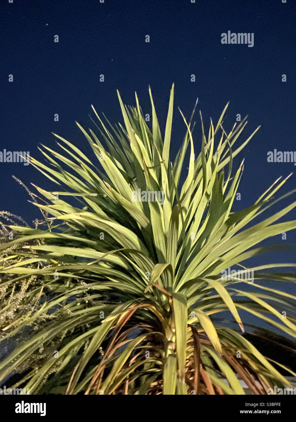 palm tree at night Stock Photo - Alamy