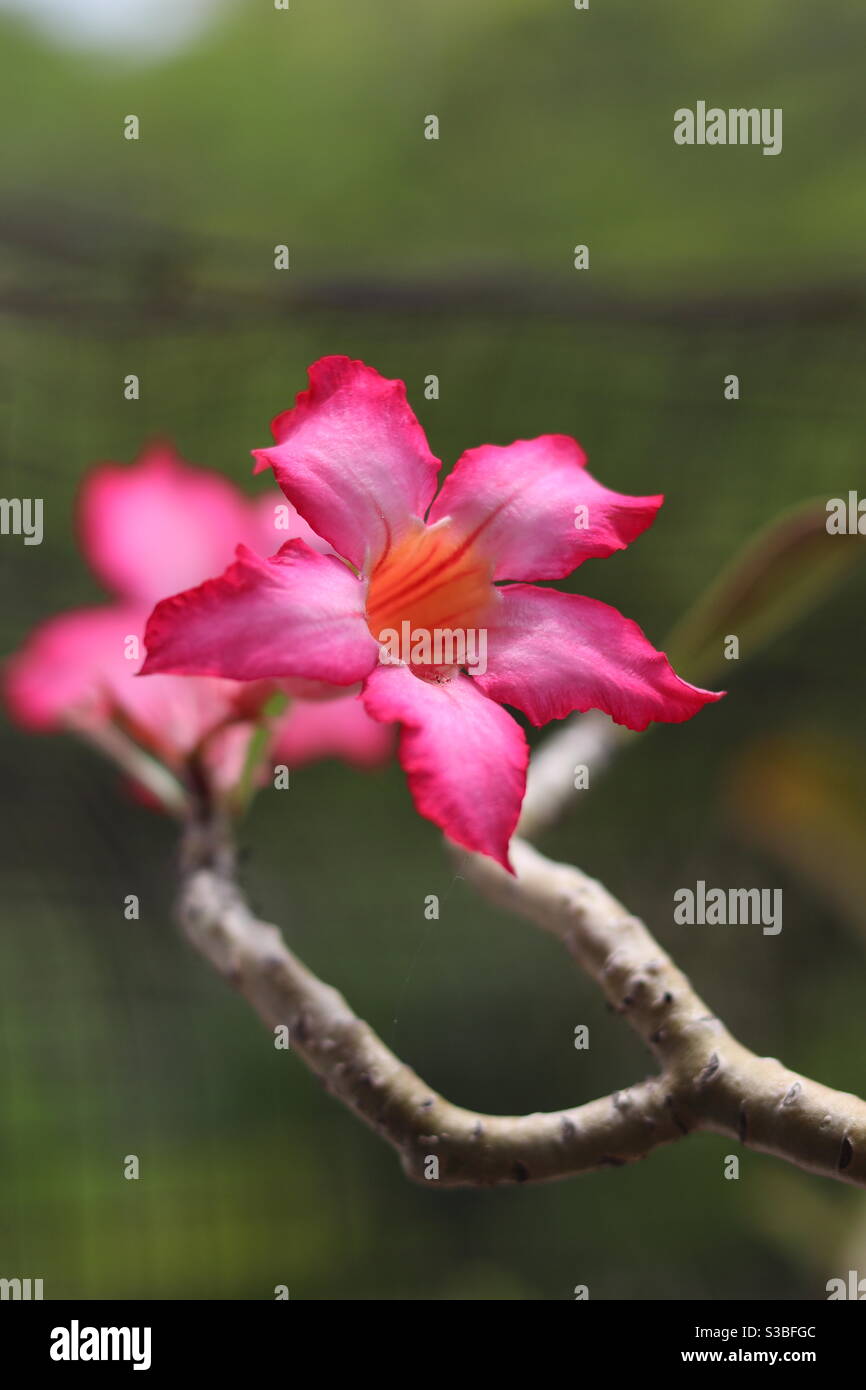 Kamboja hi-res stock photography and images - Alamy