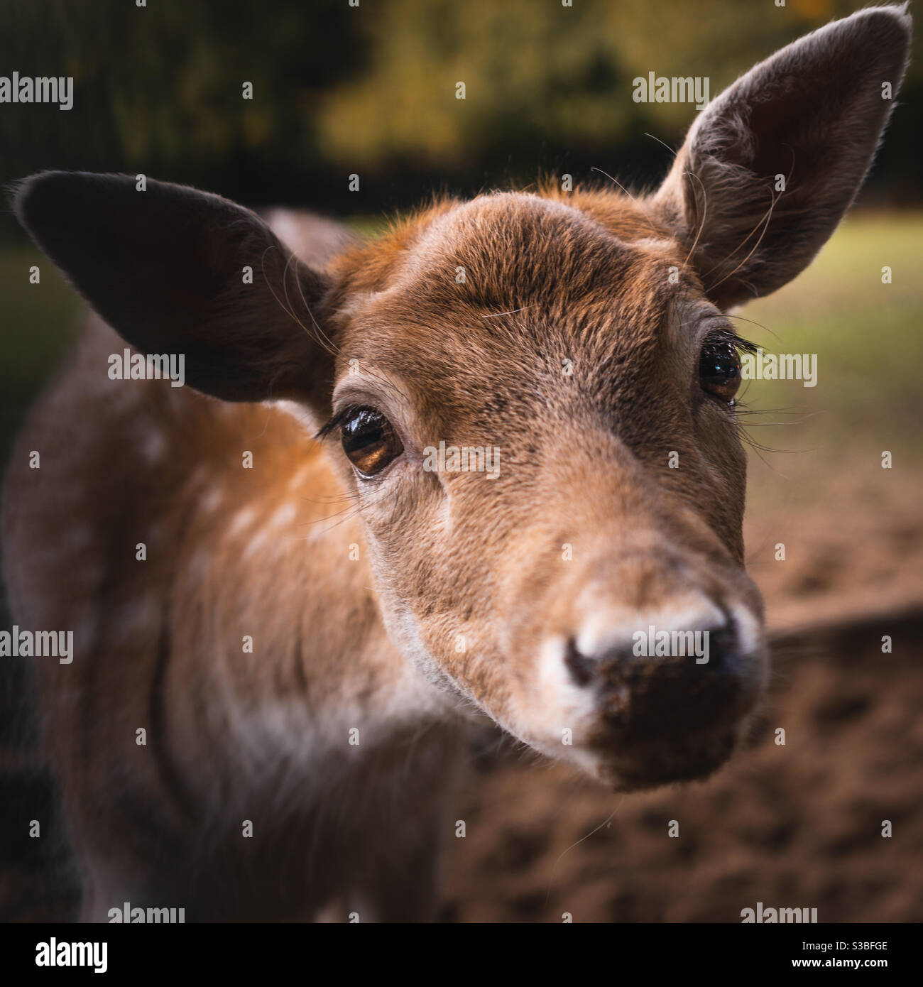 Curious animal hi-res stock photography and images - Alamy