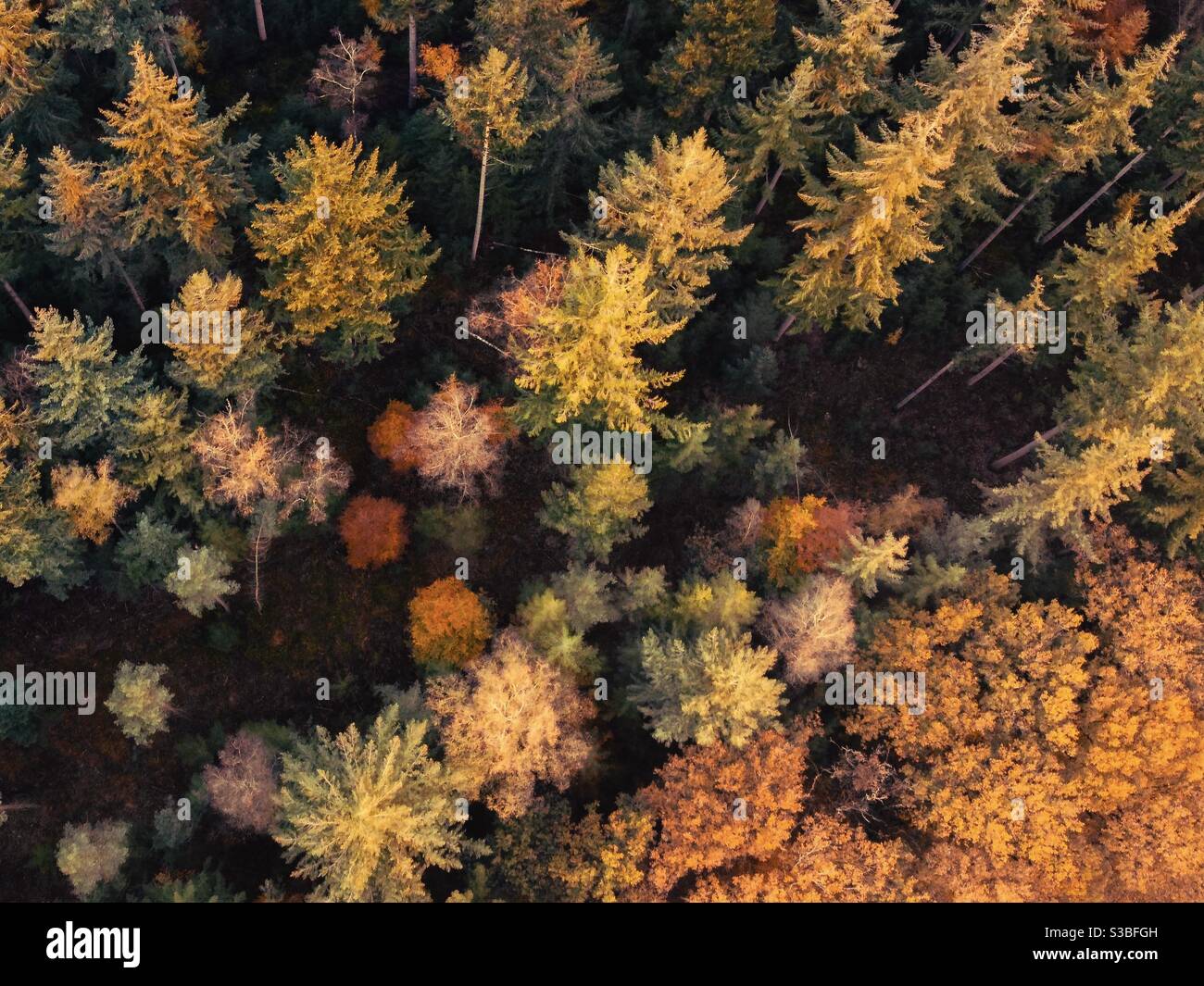 Dutch autumn forest hi-res stock photography and images - Alamy