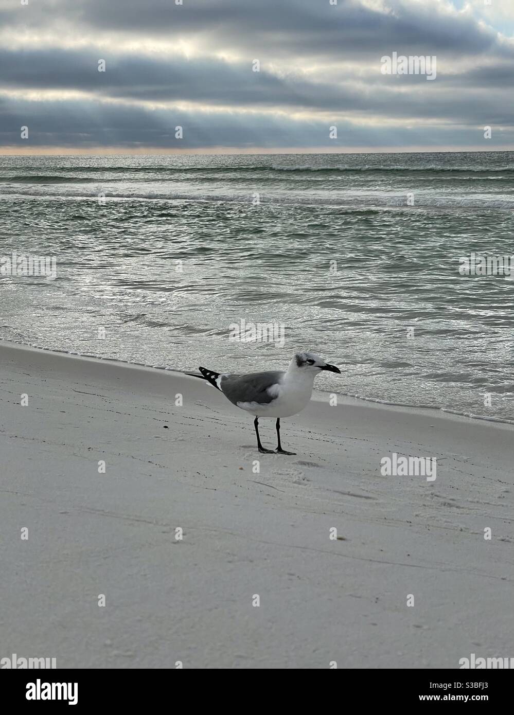Seagull standing on the shoreline with sunrise skies and sun rays at ...