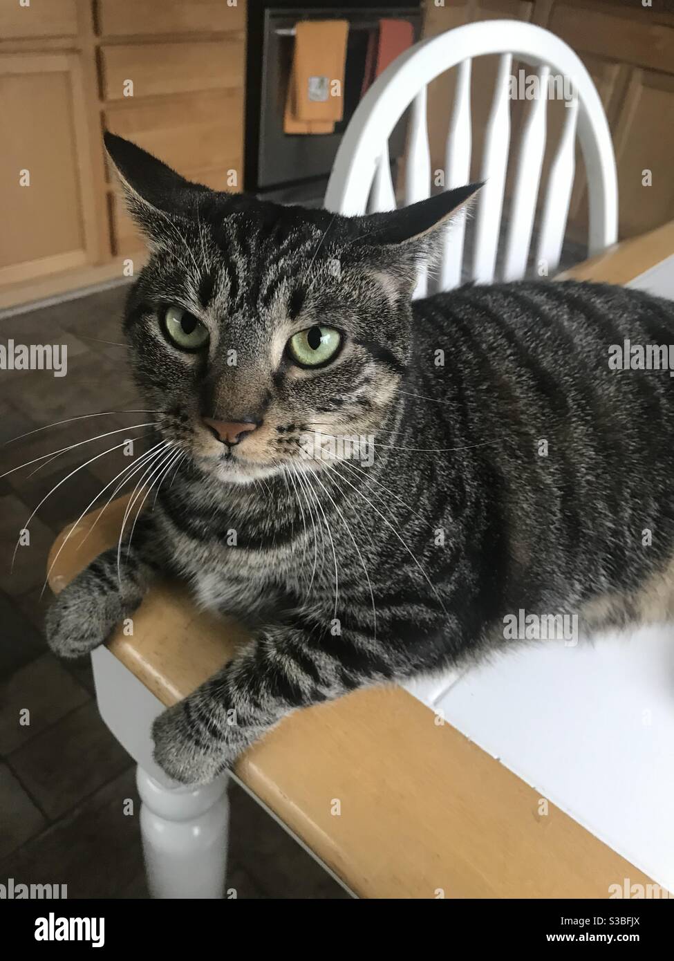 Charlie the cat hi-res stock photography and images - Alamy