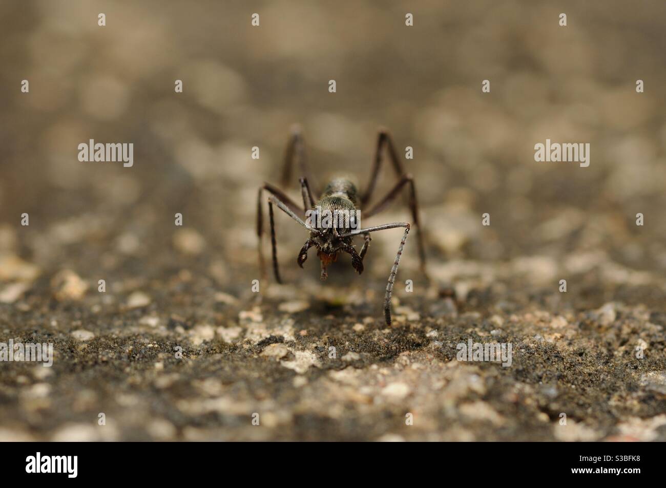 Ant Front View High Resolution Stock Photography and Images - Alamy