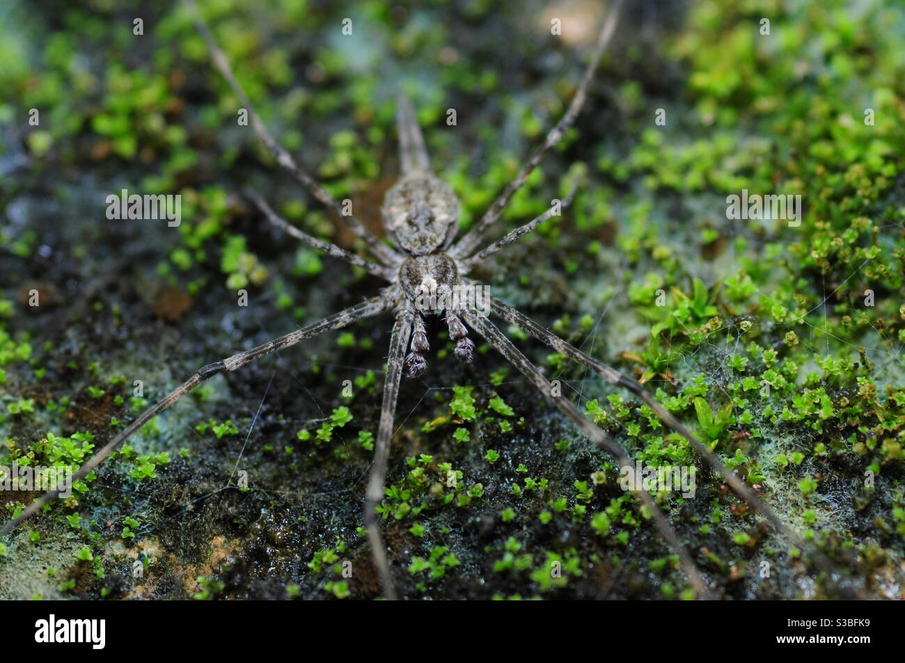 Green camouflage hi-res stock photography and images - Alamy