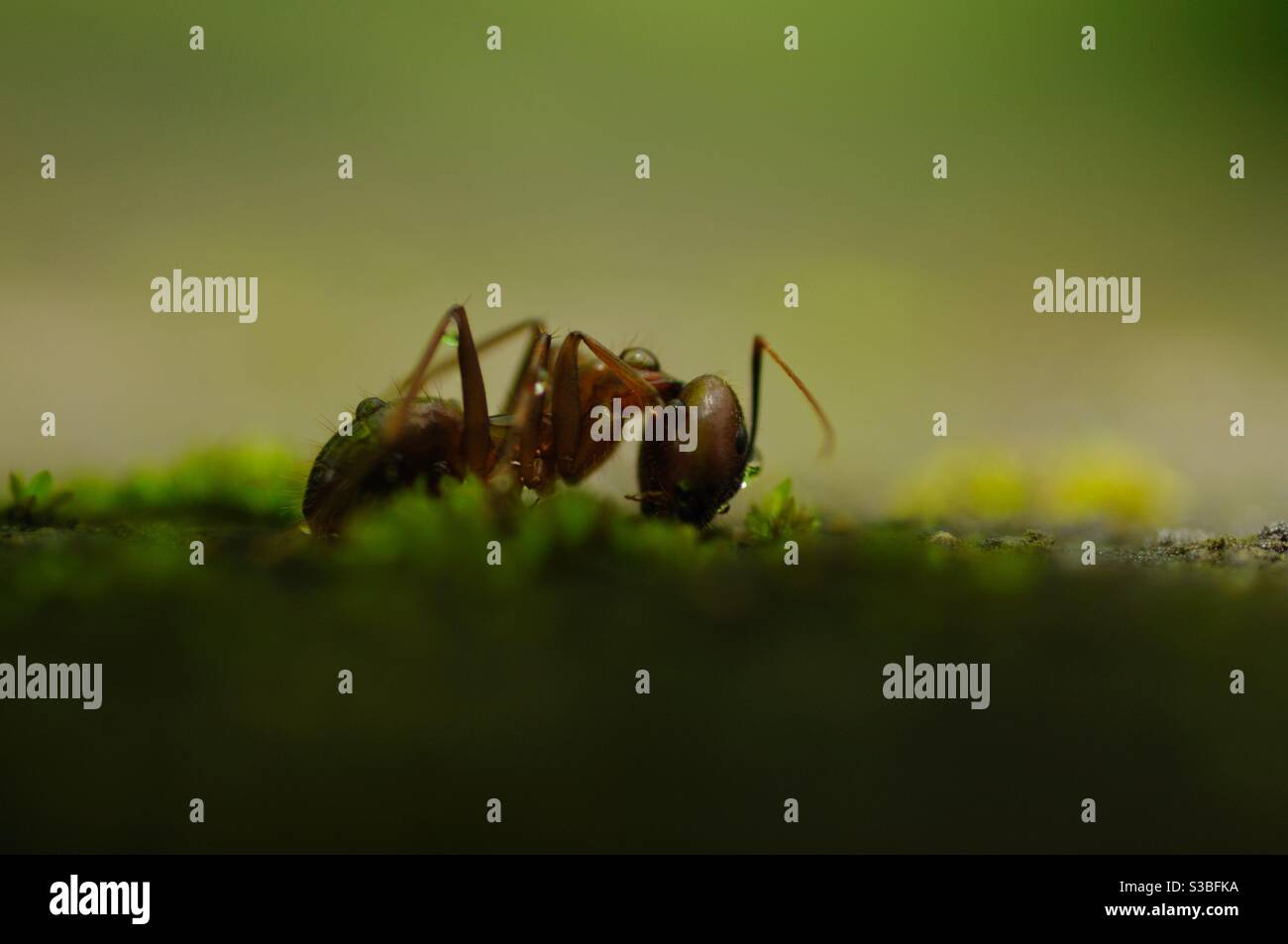 Closeup ant hi-res stock photography and images - Alamy
