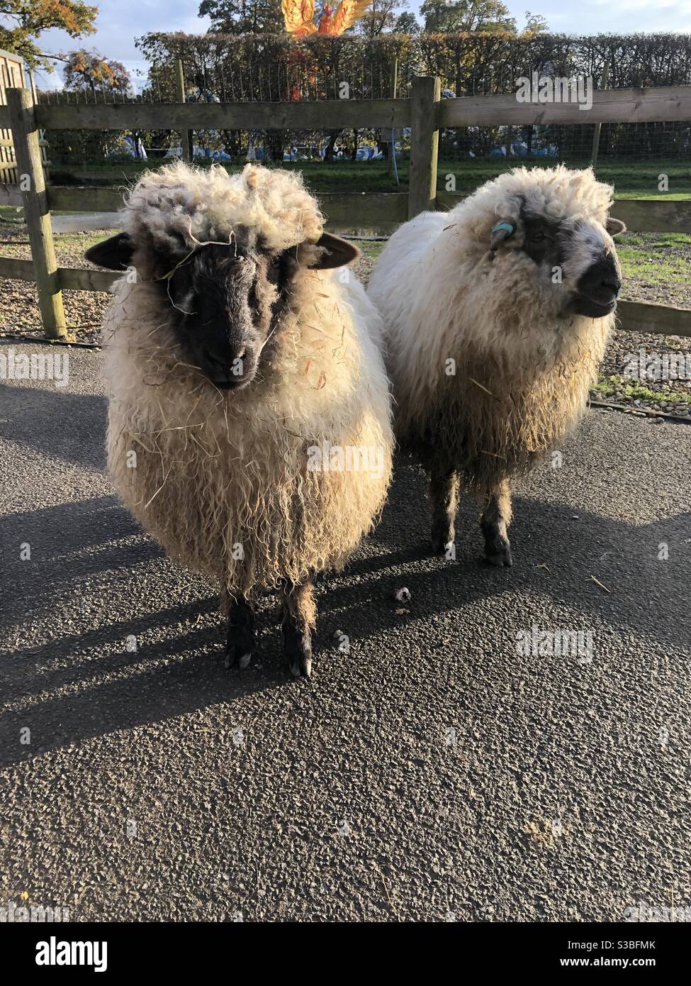 Sheepish High Resolution Stock Photography and Images - Alamy