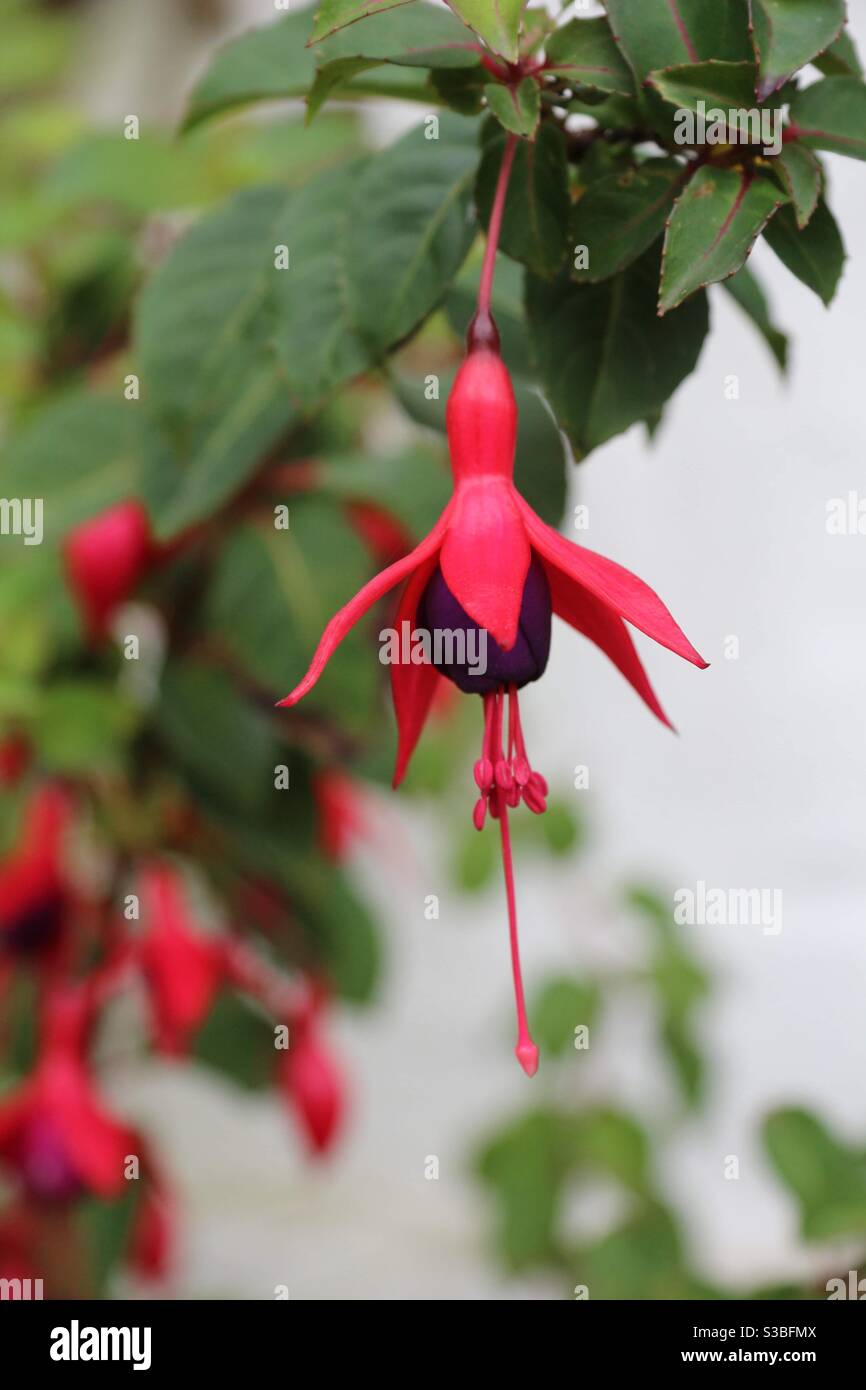 Fuchsia pink flower hi-res stock photography and images - Alamy