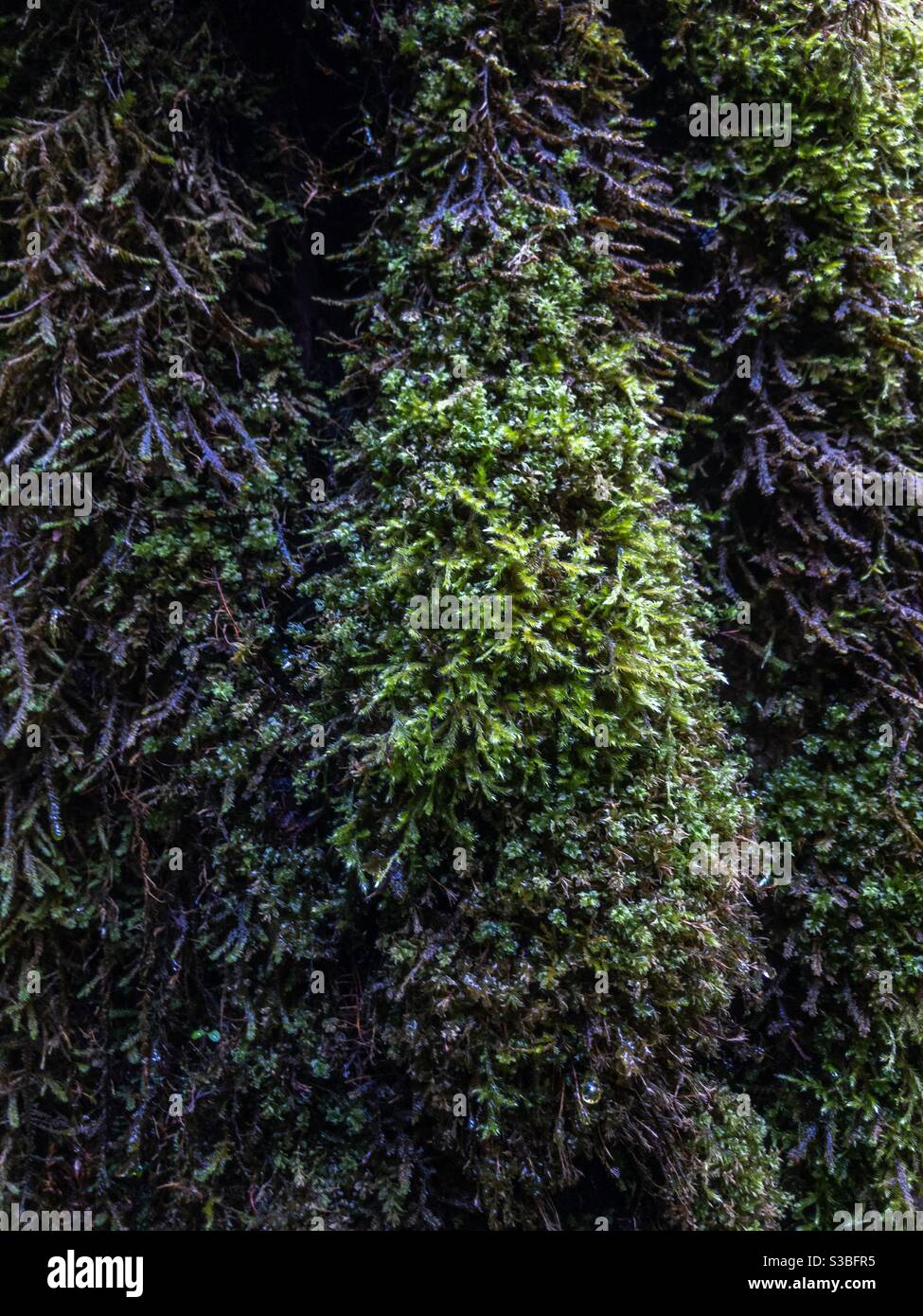 Closeup of moss in the tempered rainforest in the Pacific Northwest ...