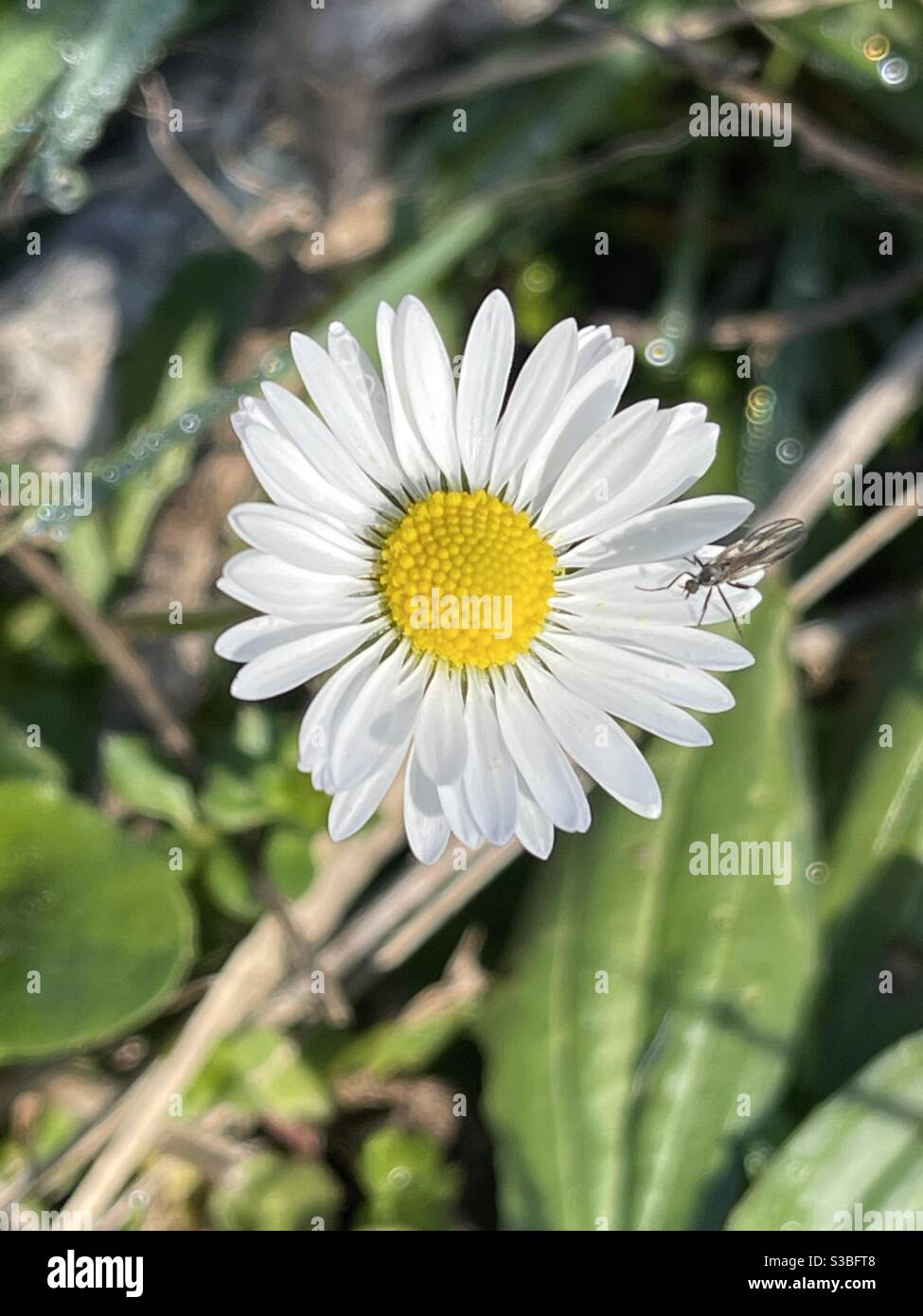 Daisy closeup with an insect Stock Photo - Alamy