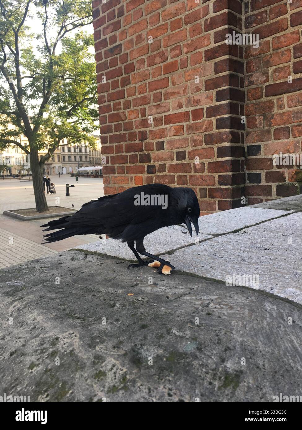 Raven eating hi-res stock photography and images - Alamy