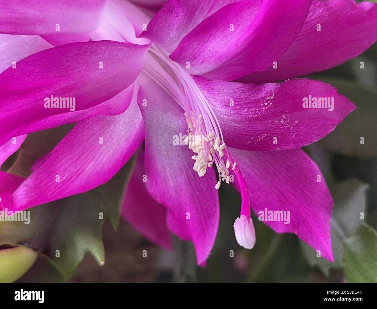 Macro of a fuchsia Christmas cactus bloom Stock Photo - Alamy
