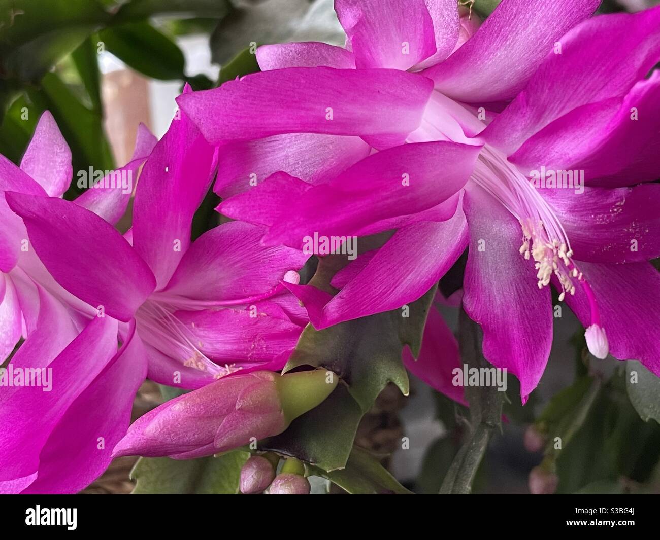 Fuchsia Christmas cactus in bloom Stock Photo - Alamy