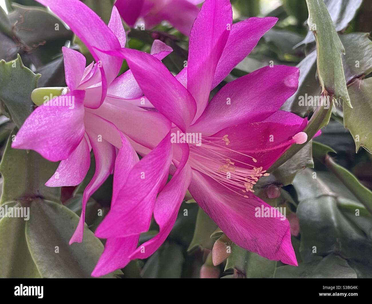 Fuchsia Christmas cactus flower bloom Stock Photo - Alamy