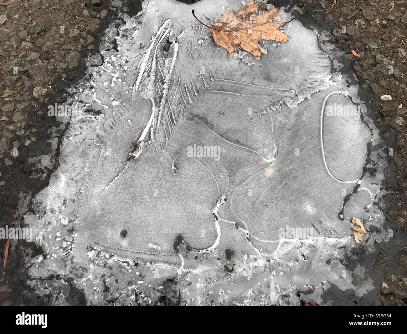 Frozen puddle in December Stock Photo - Alamy