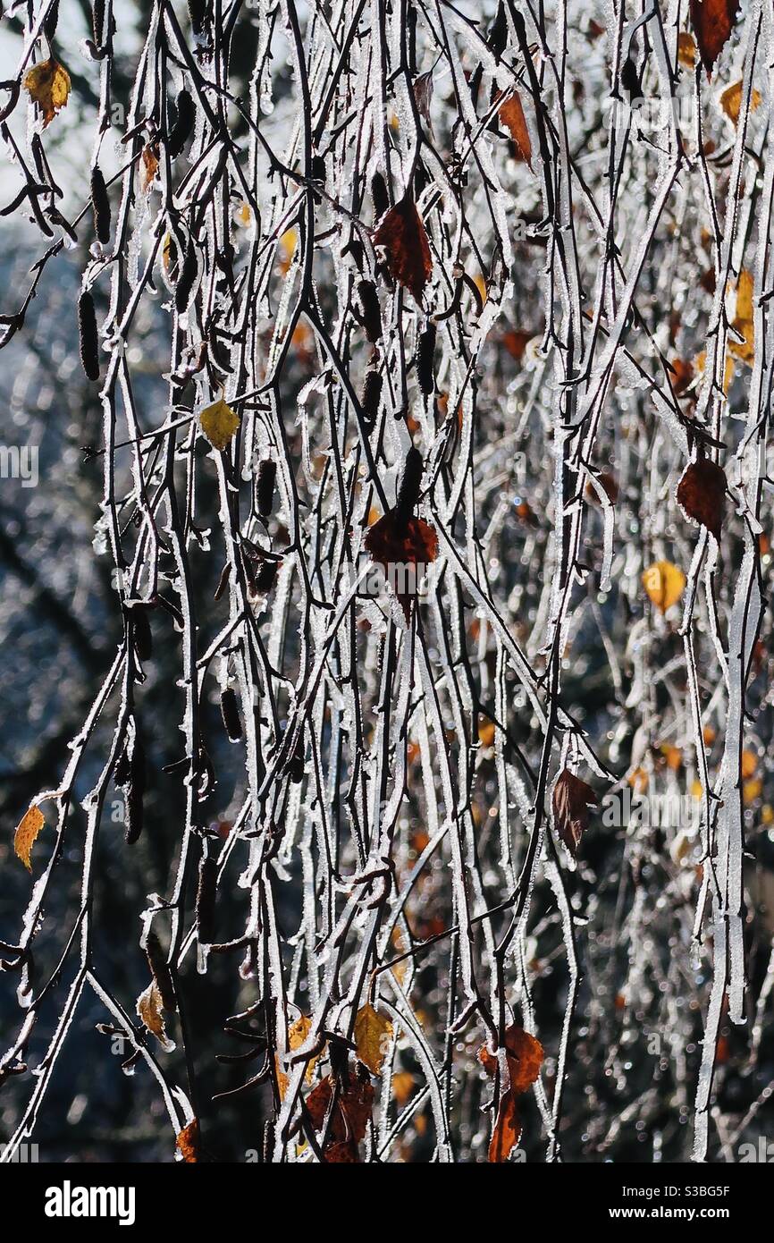 Twigs in ice hi-res stock photography and images - Alamy