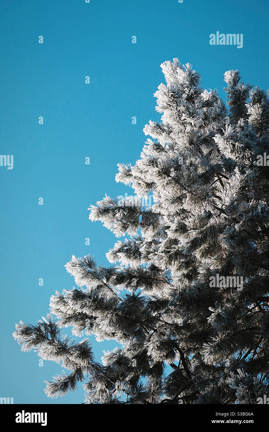 Frozen pine tree hi-res stock photography and images - Alamy
