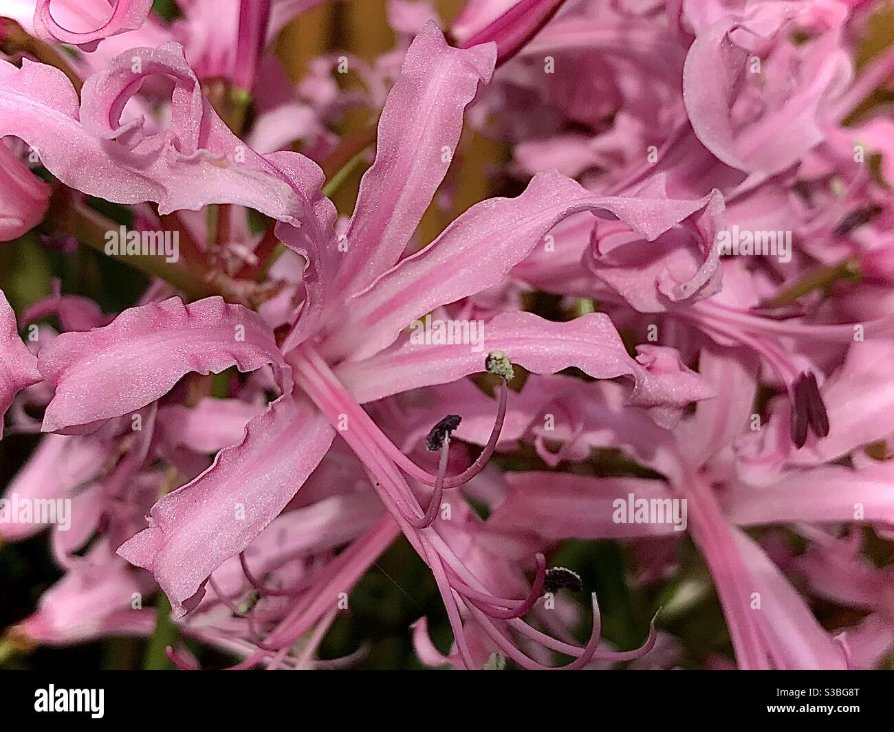 My beautiful Nerine flowers Stock Photo - Alamy