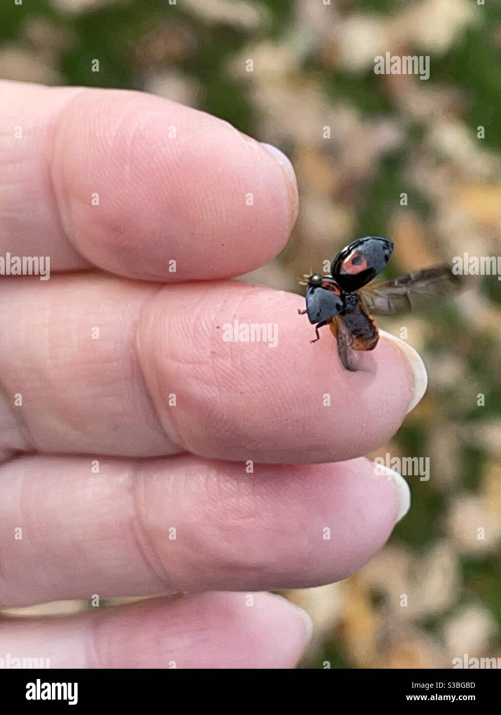 Bug on human finger Stock Photo - Alamy