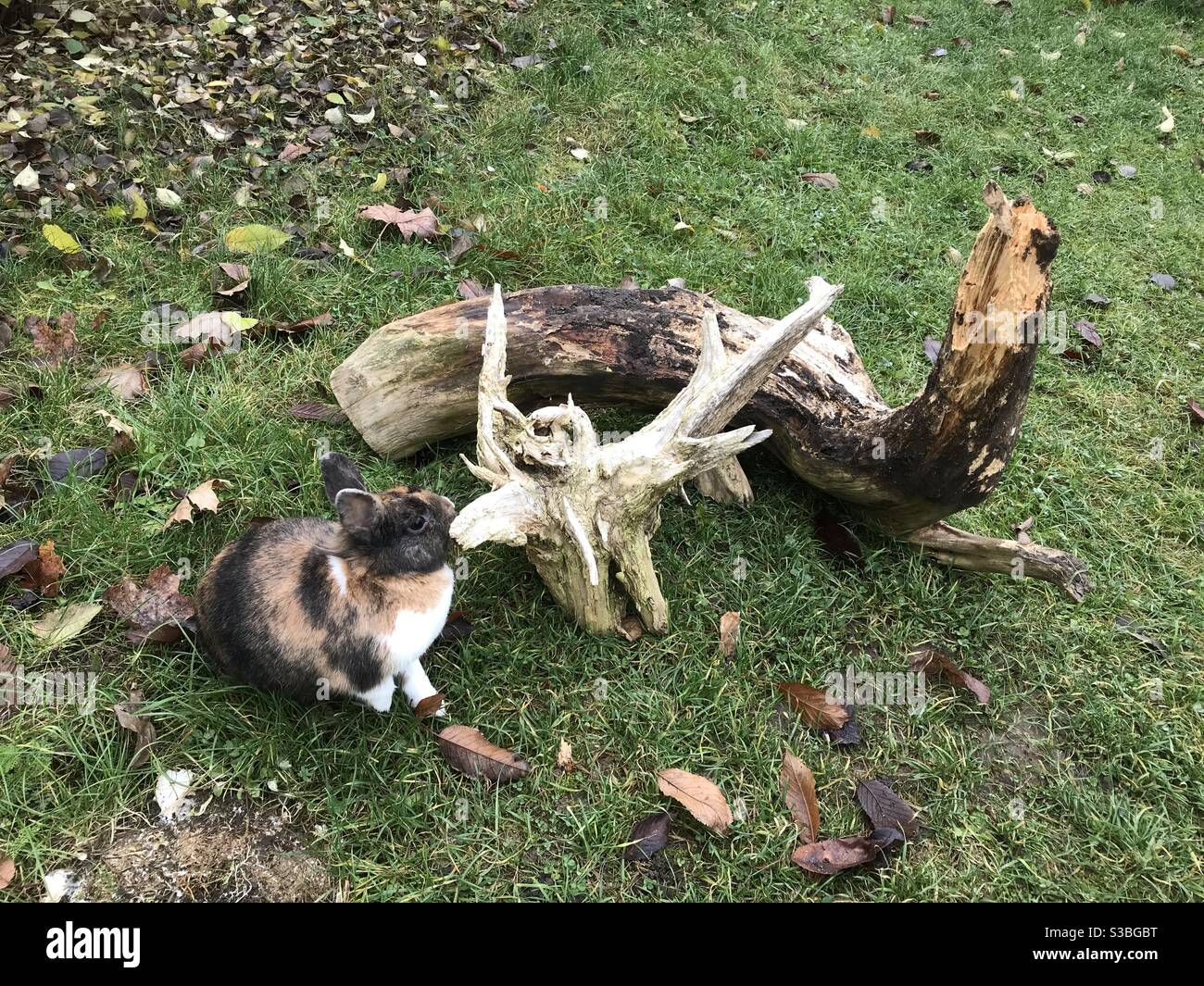 Rabbit chewing hi-res stock photography and images - Alamy