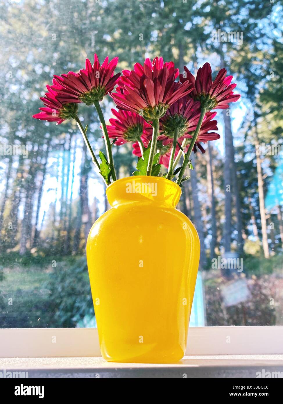At arrangement of red flowers in a yellow vase on a window cell Stock ...