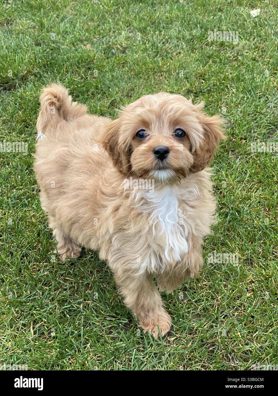 Cavapoochon hi-res stock photography and images - Alamy