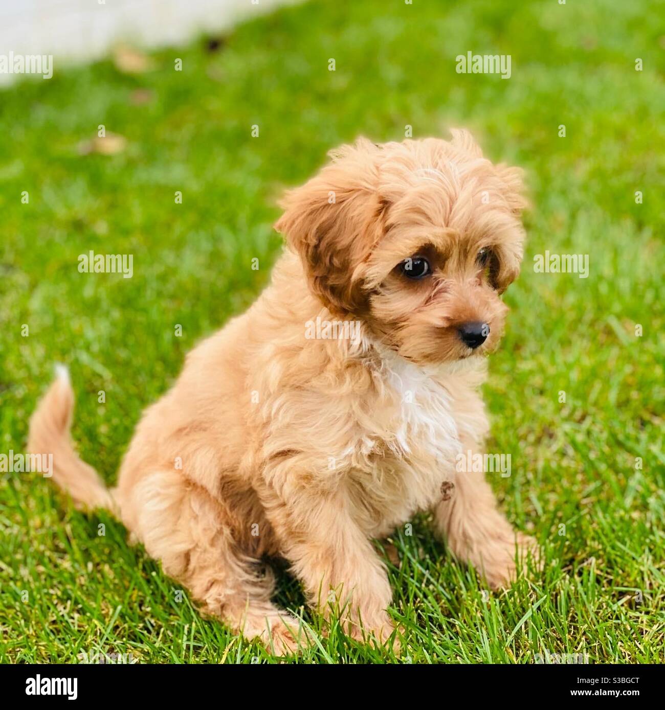 Cavapoochon hi-res stock photography and images - Alamy