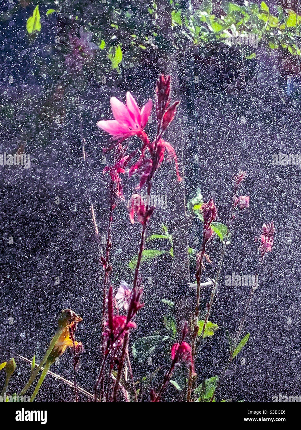 Sprinkling flowers hi-res stock photography and images - Alamy