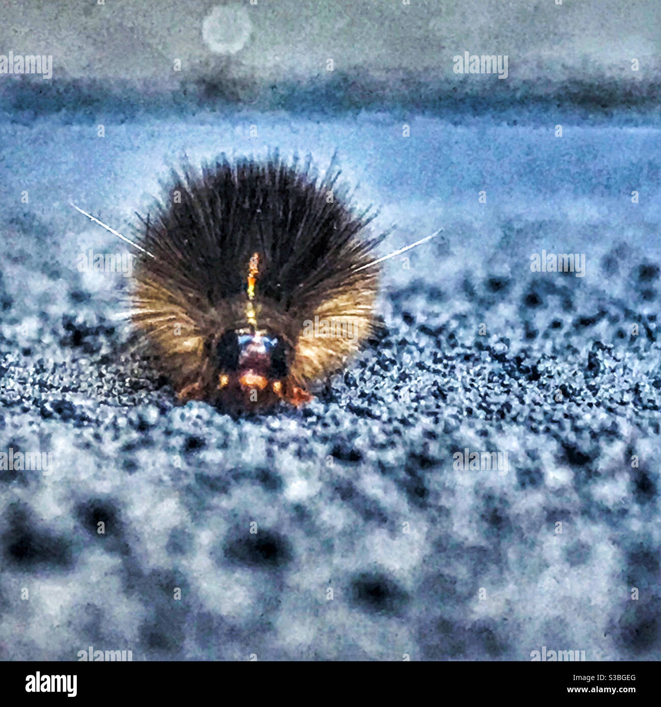 Furry caterpillar hi-res stock photography and images - Alamy