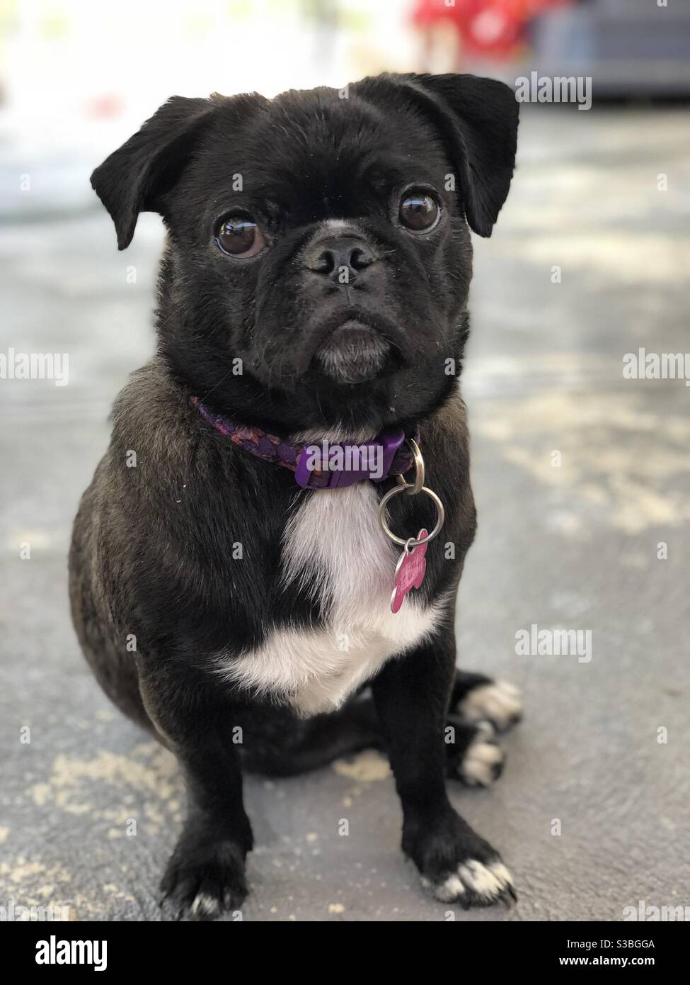 Sad pug hi-res stock photography and images - Alamy