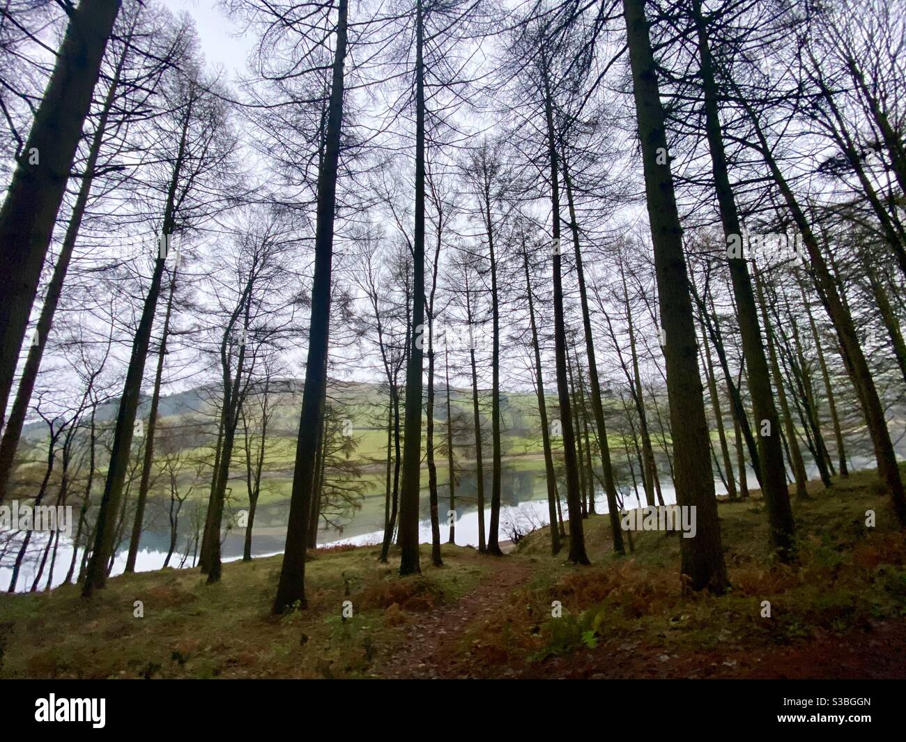 Ladybower forest hi-res stock photography and images - Alamy