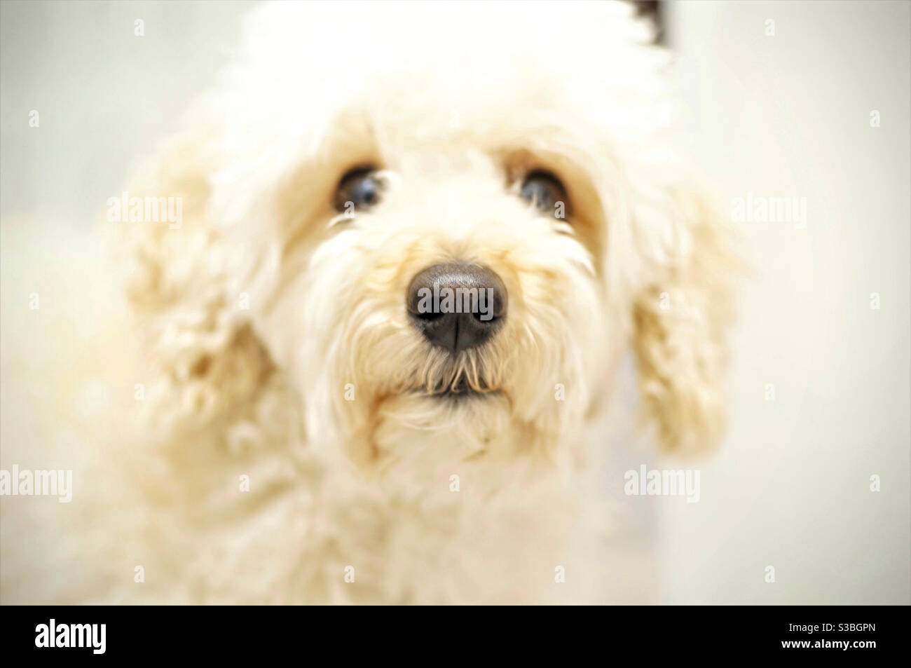 Portrait of a small cute blond poodle Stock Photo - Alamy