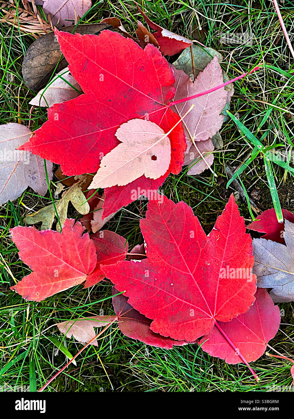 Red leaves green grass hi-res stock photography and images - Alamy