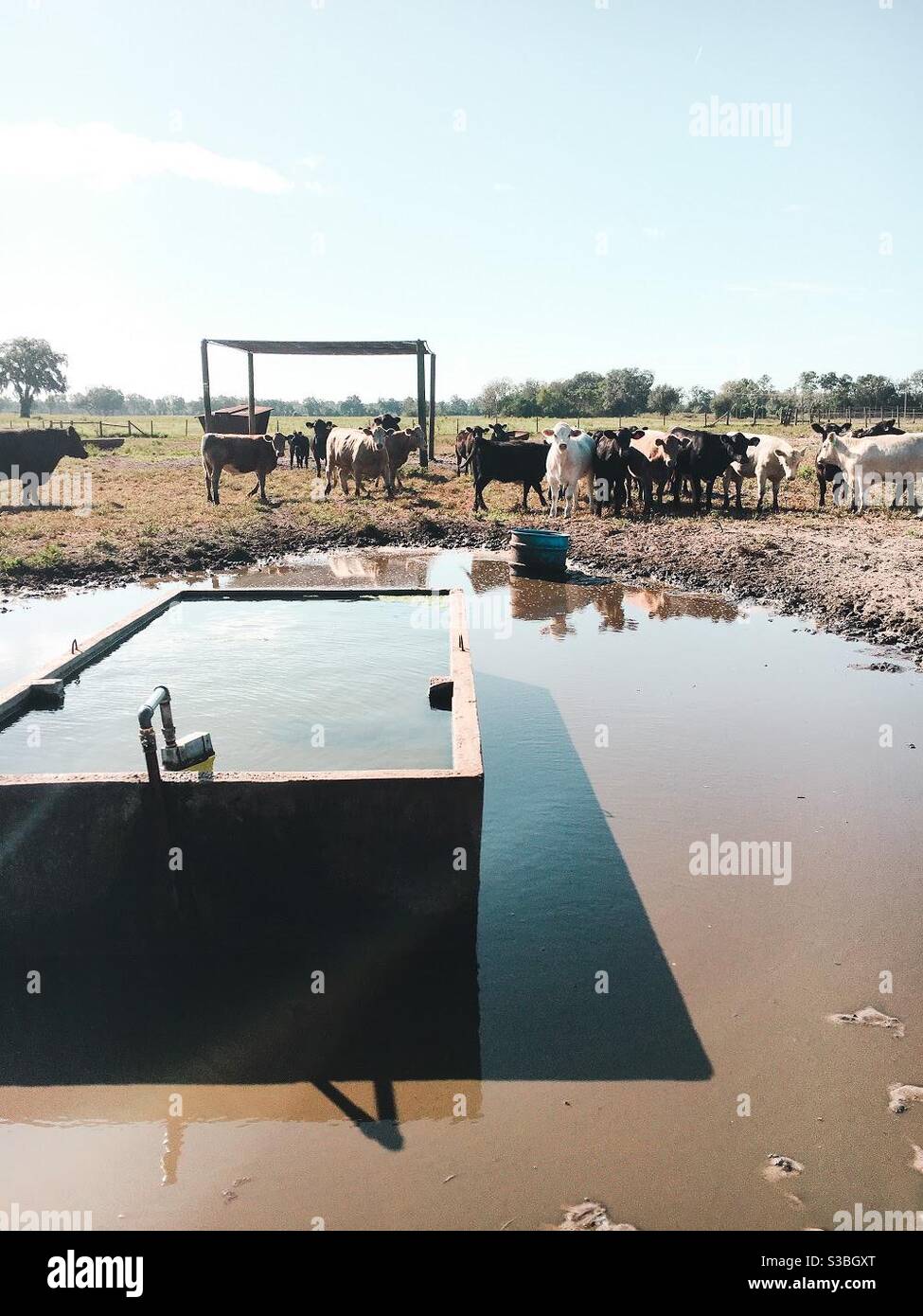 Cattle gathering in a Central Florida pasture Stock Photo - Alamy